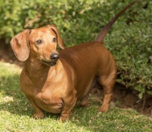 18 Small Dog Breeds that are Red (With Photos, ID & Info)