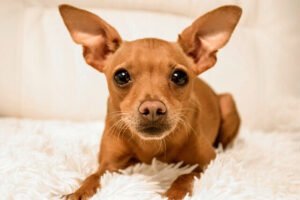 18 Small Dog Breeds that are Red (With Photos, ID & Info)