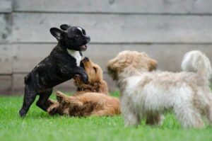 14 Most Hyper Dog Breeds (All The Facts)