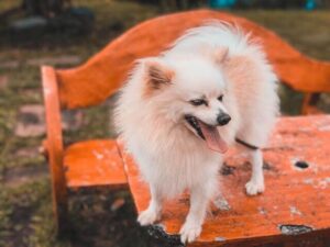 23 Most Low Maintenance Small Dog Breeds (Explained)