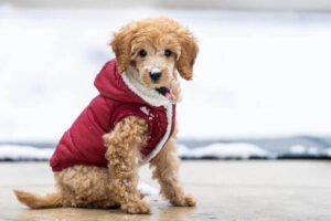 23 Most Low Maintenance Small Dog Breeds (Explained)