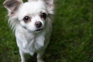 15 Most Expensive Small Dog Breeds (Solved & Explained)