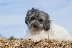15 Most Expensive Small Dog Breeds (Solved & Explained)