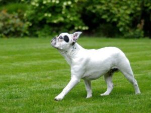 15 Most Expensive Small Dog Breeds (Solved & Explained)