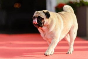 15 Most Expensive Small Dog Breeds (Solved & Explained)