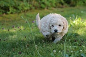 15 Best Small Dog Breeds for Active People (Explained)