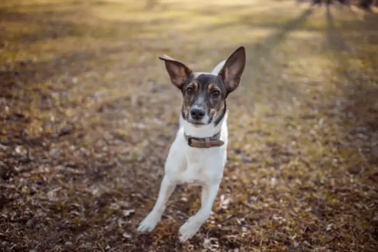 15 Small Dog Breeds With Long Legs (Must-See!)