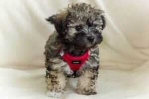 4 Small Dog Breeds That Start With The Letter R (Solved)