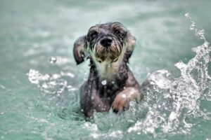 11 Small Dog Breeds That Love Water (Solved & Explained)