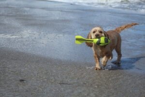 11 Small Dog Breeds That Love Water (Solved & Explained)