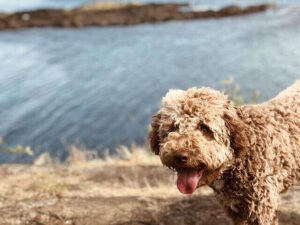 11 Small Dog Breeds That Love Water (Solved & Explained)