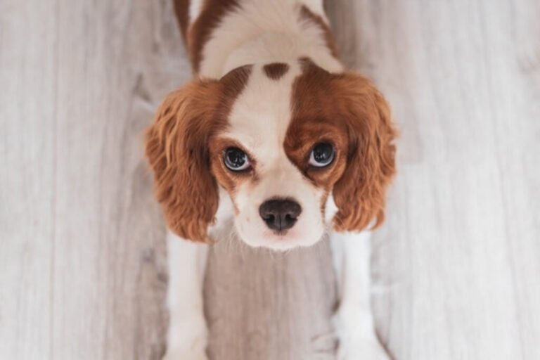10 Small Dog Breeds With Big Eyes (Must-See!)