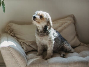 12 Small Dogs That Have Hair Not Fur (Must-Read!)