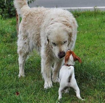 Are Golden Retrievers Lap Dogs