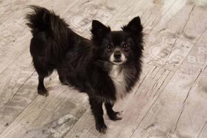 30 Small Dogs With Fluffy Tails (Your Complete Guide!)